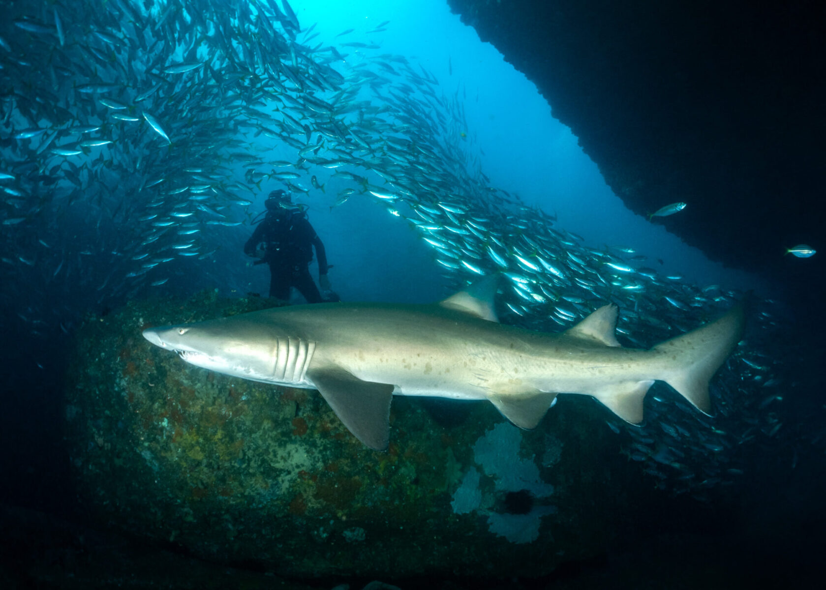 Sydney's Newest Shark Cave Dive Site | Sydney Dive Charters
