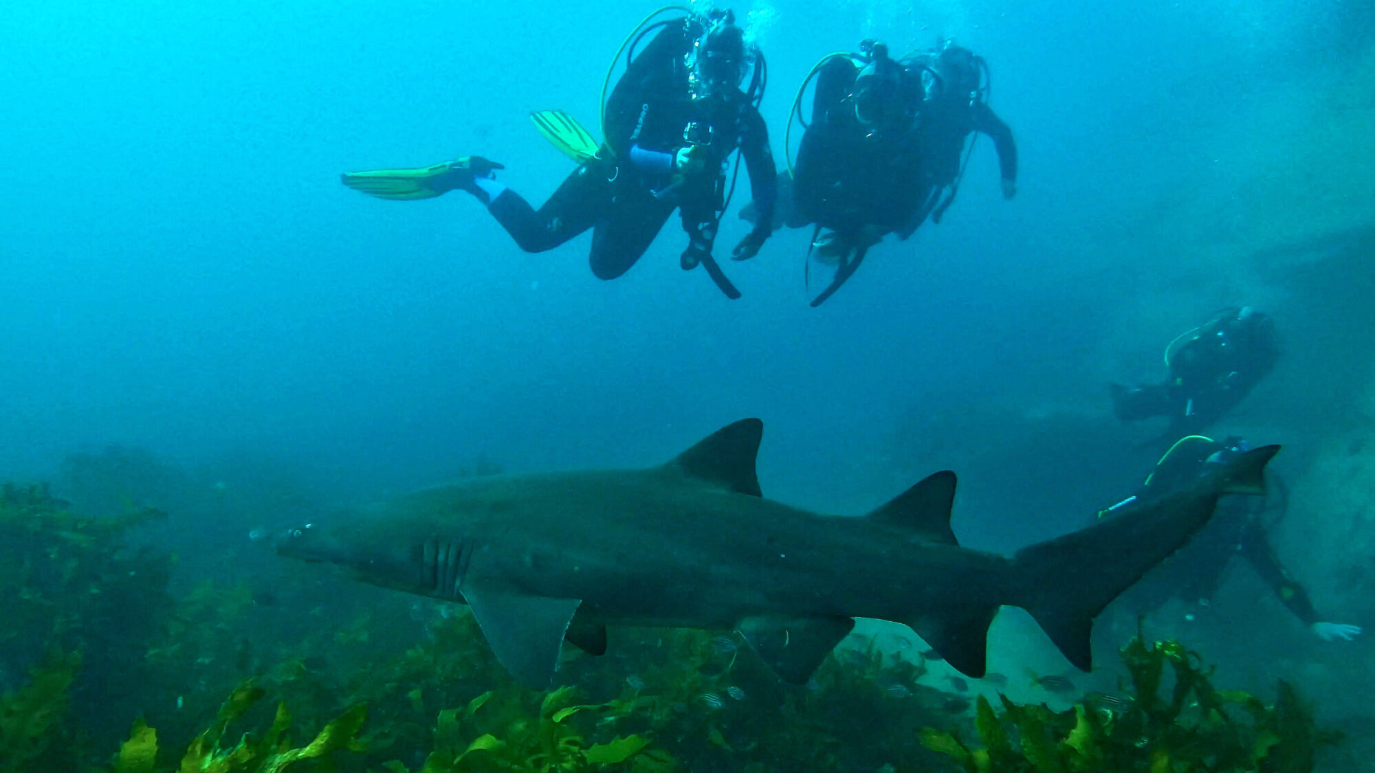 Discover Sydney's Best Scuba Diving Sites | Sydney Dive Charters