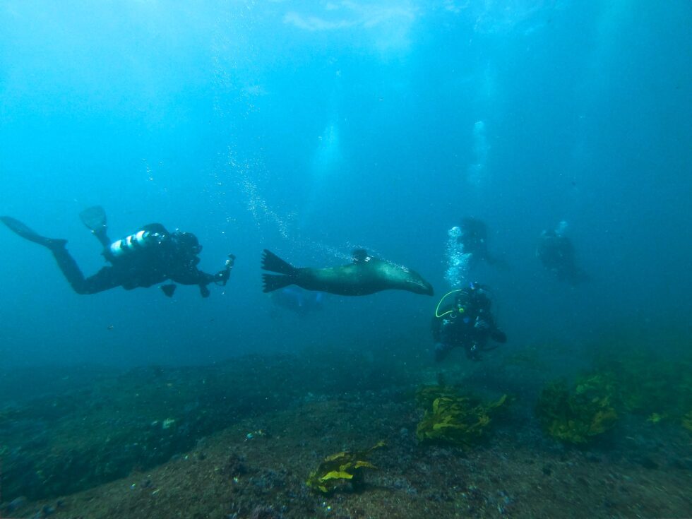 Best Guided Double Boat Dives in Sydney | Sydney Dive Charters