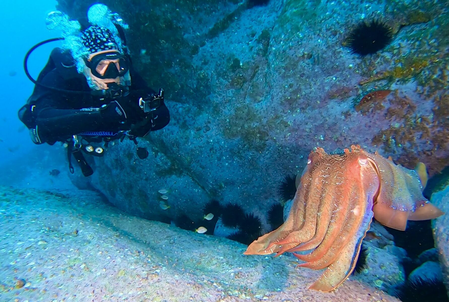 Private Guided Shore Dives at Shelly Beach In Manly Sydney