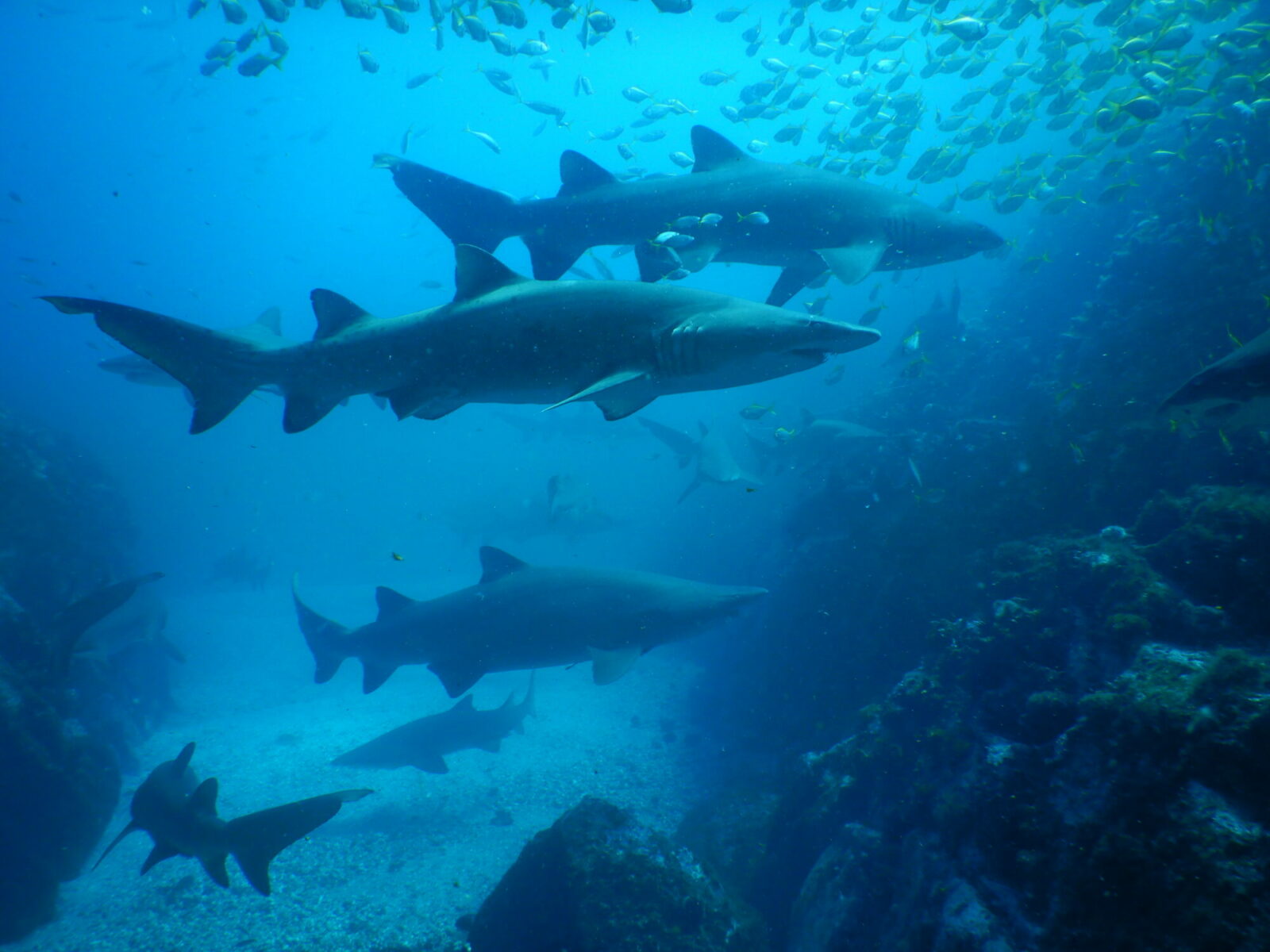 Bluefish Valley Shark Dive In Sydney | Sydney Dive Charters