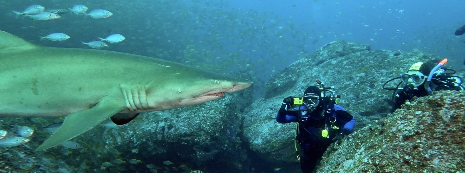 Best Guided Double Boat Dives in Sydney | Sydney Dive Charters