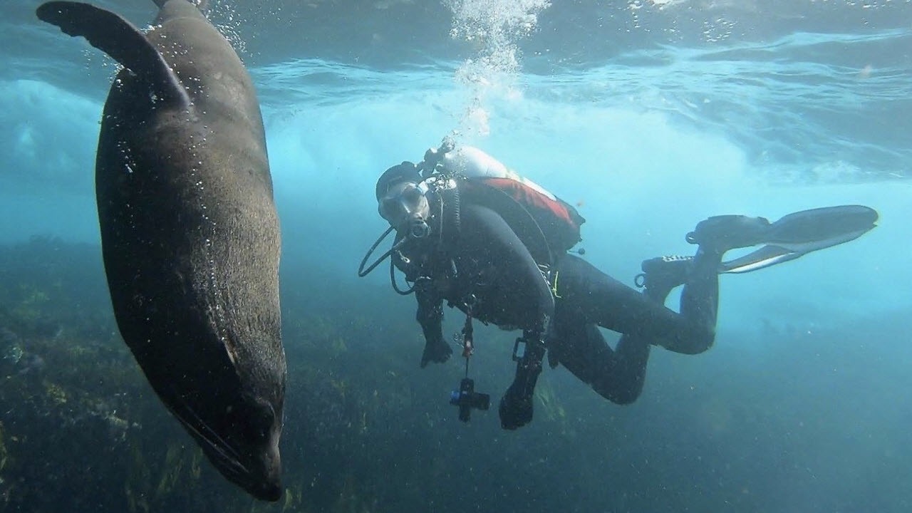 Dive With Sydney's Playful Seal Colony | Sydney Dive Charters